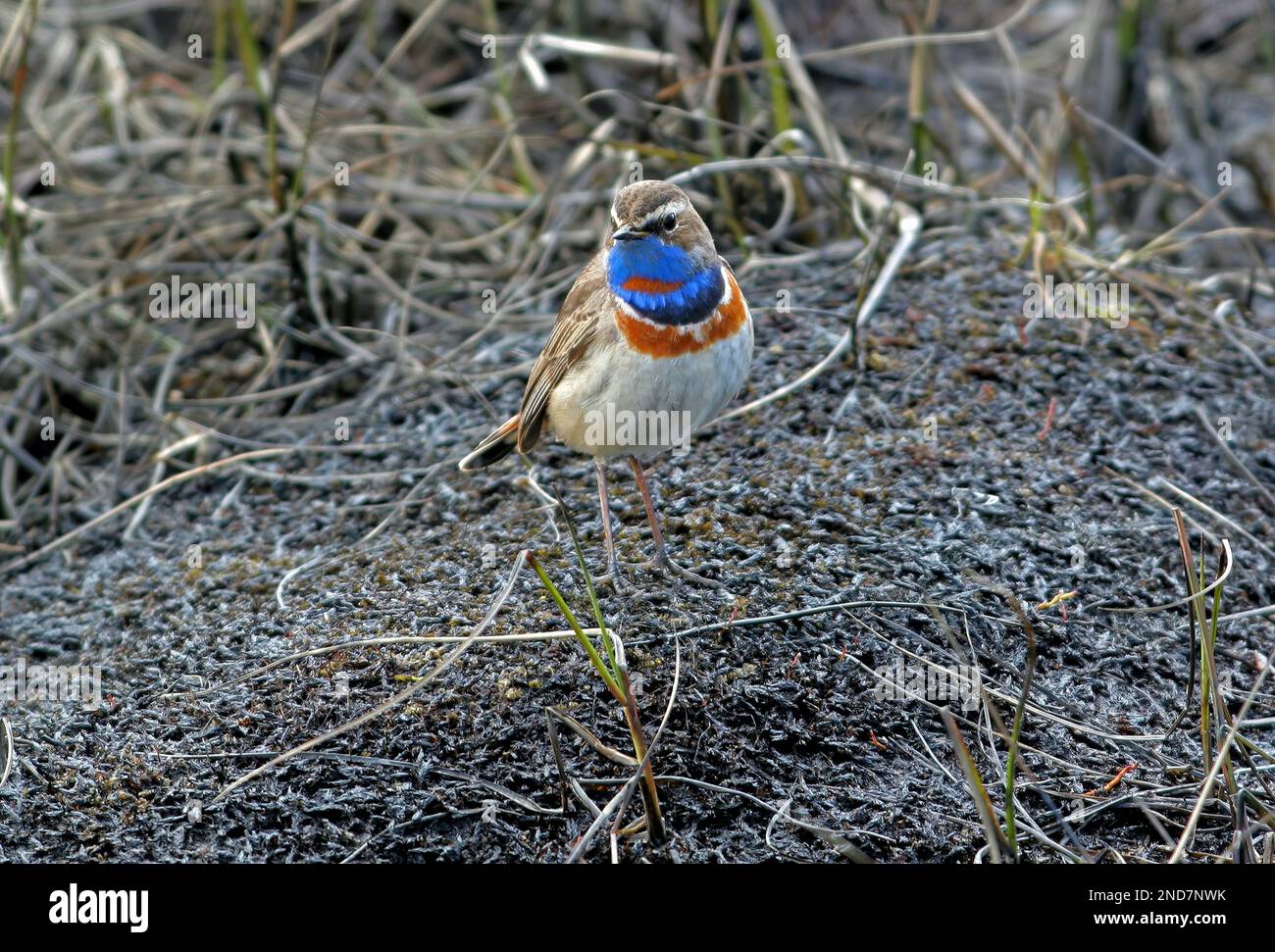 Bluethroat (Luscinia svecica svecica) adult male standing on ground ...