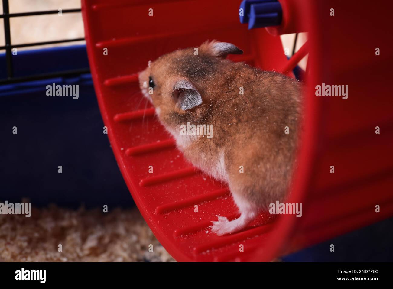 Cute fluffy hamster running in spinning wheel Stock Photo - Alamy