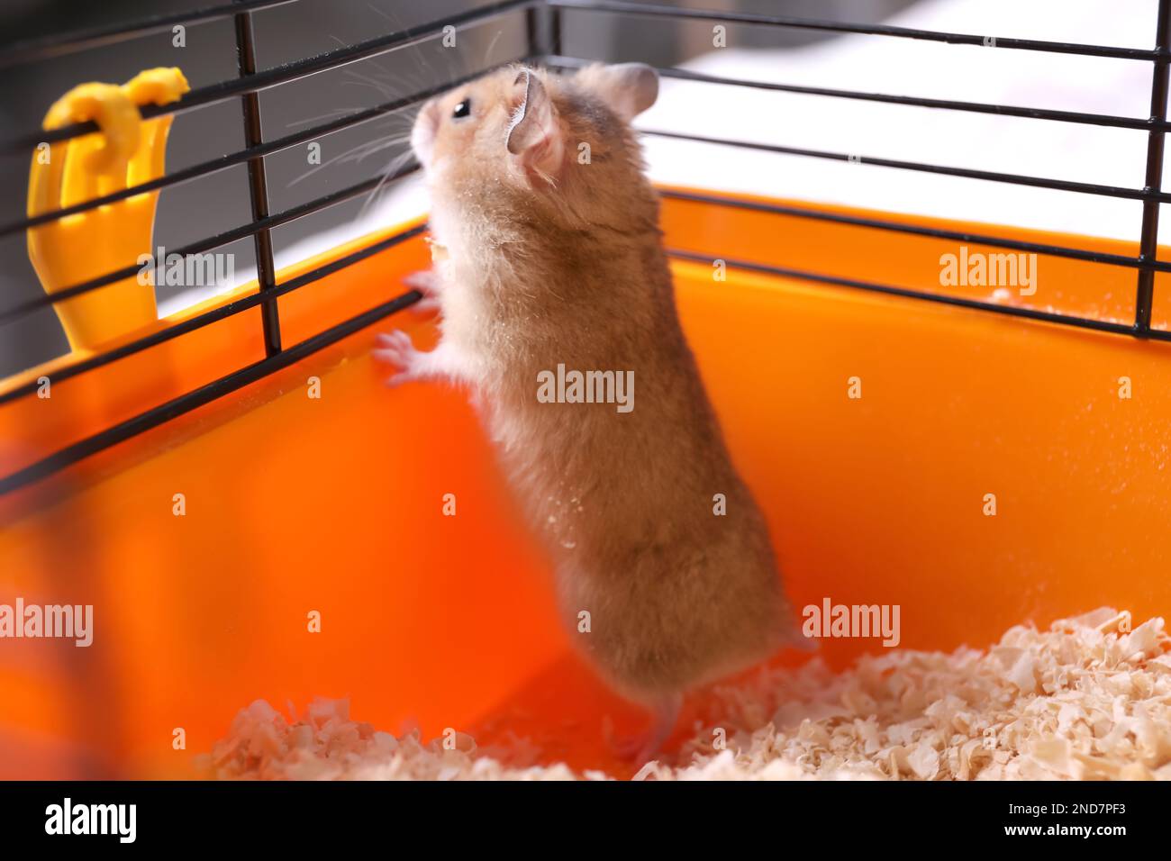 Cute little fluffy hamster playing in cage Stock Photo - Alamy