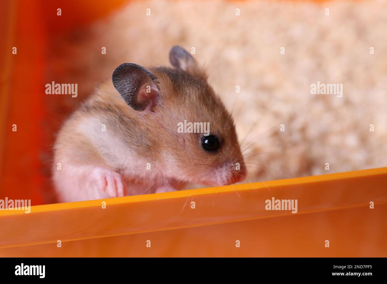 Fluffy the hamster hi-res stock photography and images - Alamy