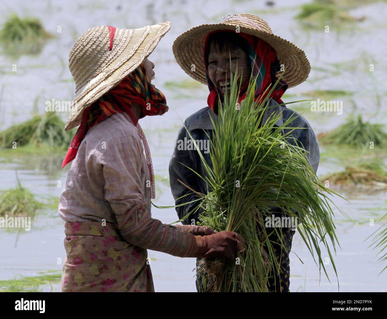 In this field photo taken Monday, Aug. 23, 2010, Myanmar female farmers ...