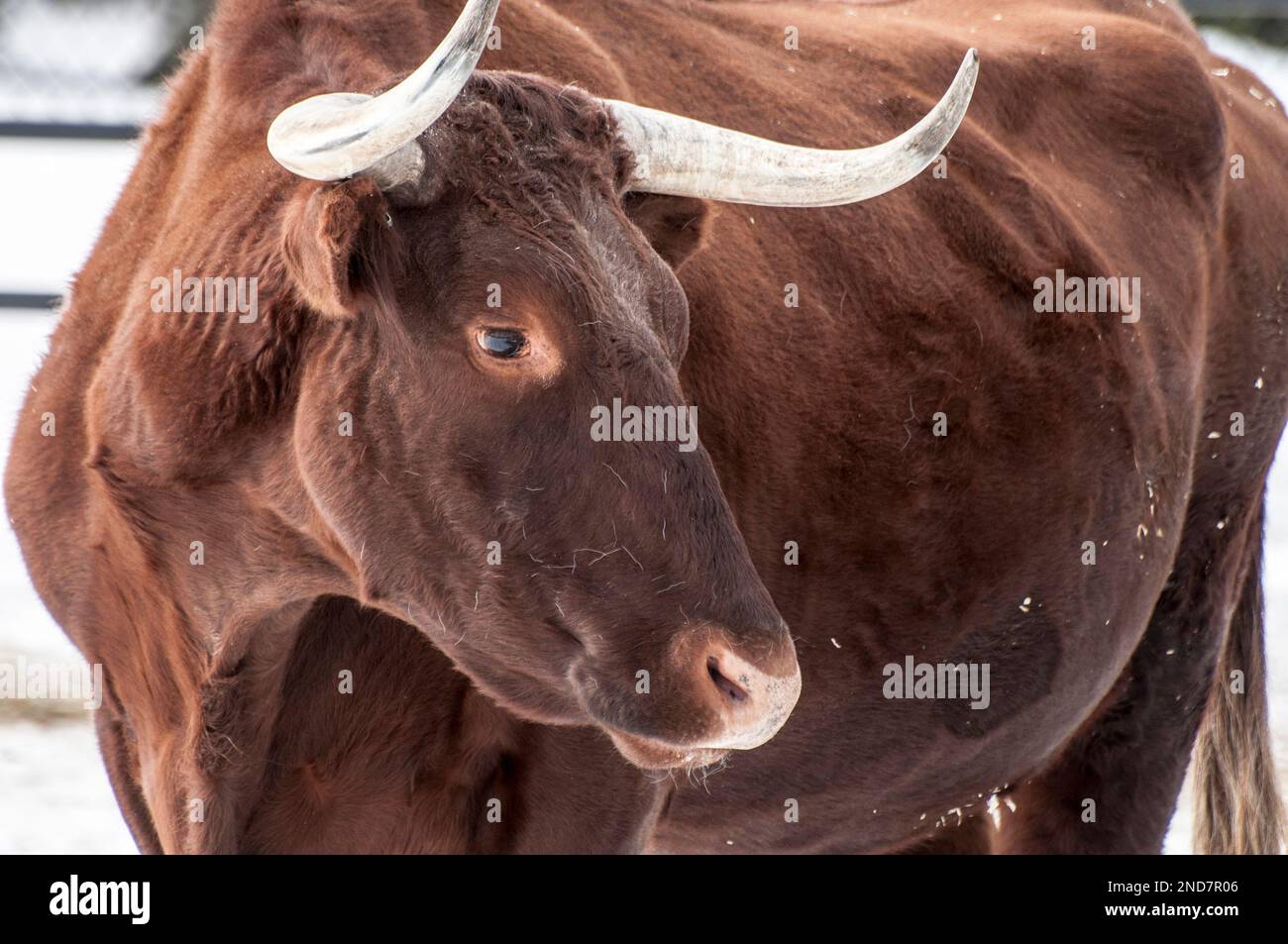 american milking devon oxen medium shot 3/4 body looking right Stock ...