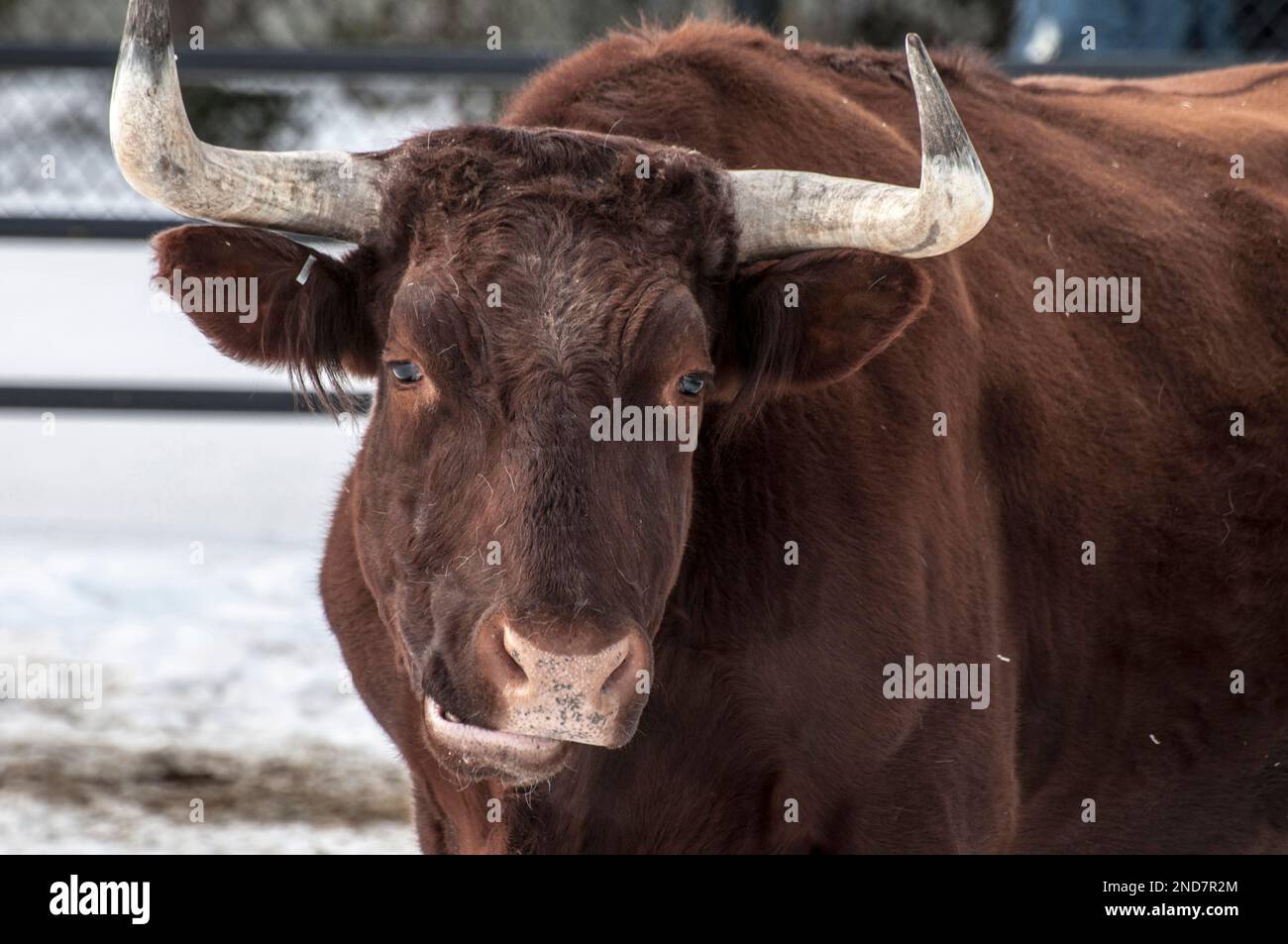 american milking devon oxen looking at camera, close-up moving mouth ...