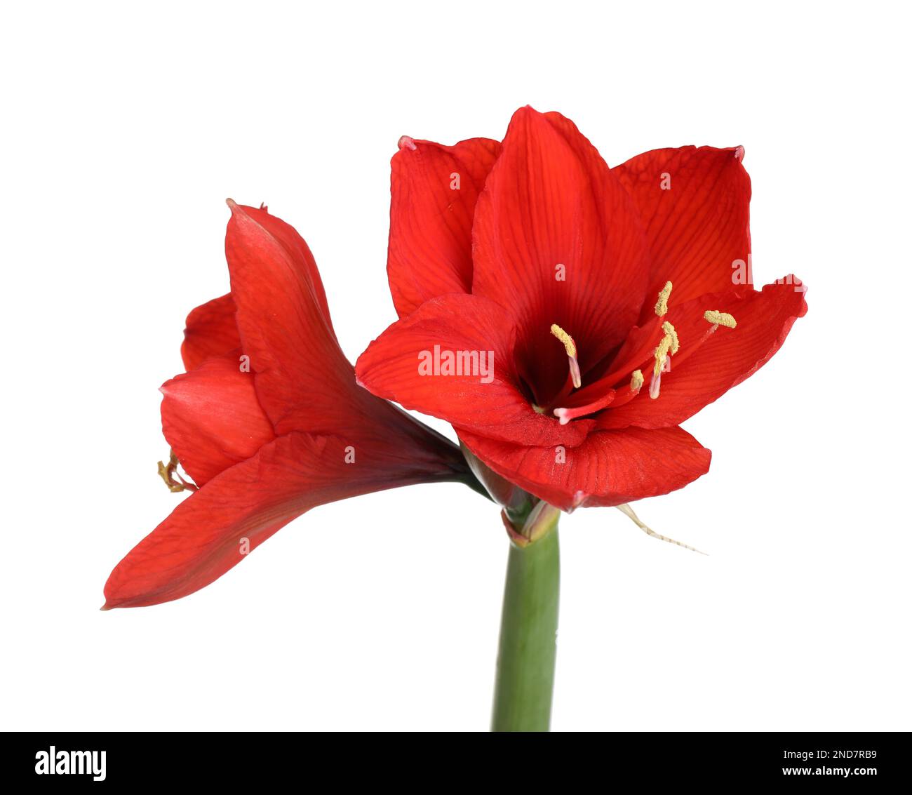 Red white amaryllis hippeastrum Cut Out Stock Images & Pictures - Alamy
