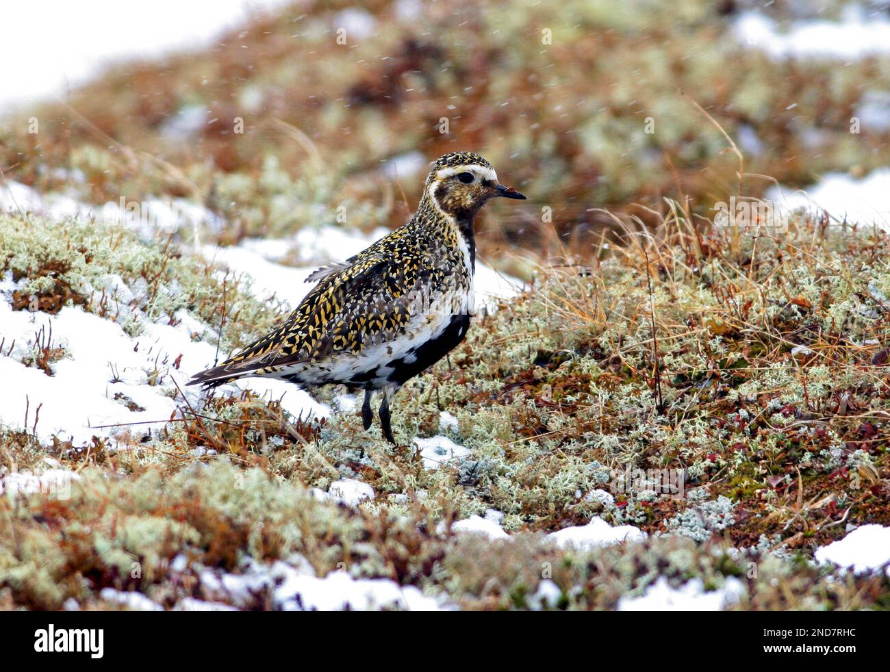 Golden Plover (Pluvialis apricaria) adult on snowy breeding moor in ...