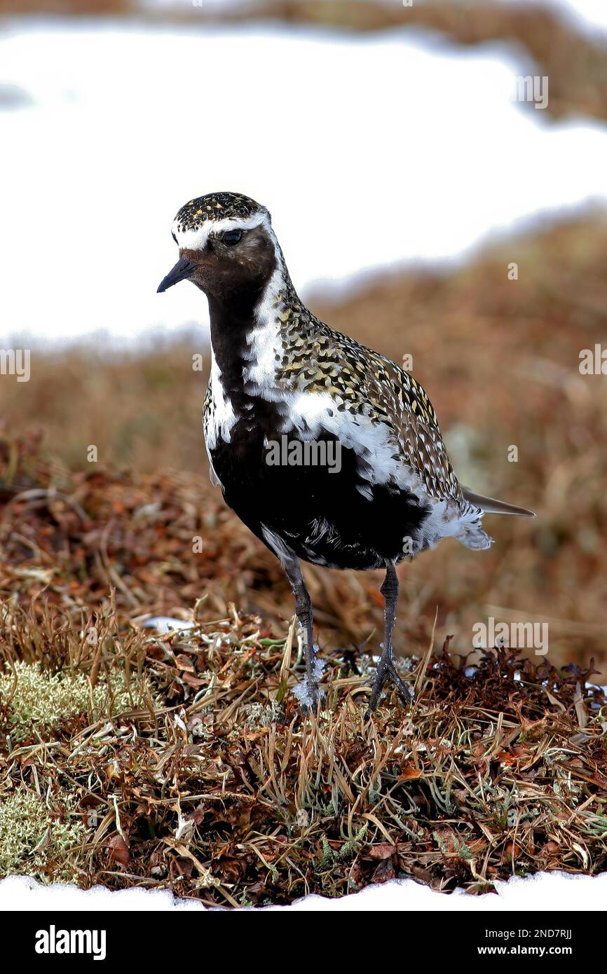 Golden Plover (Pluvialis apricaria) adult on snowy breeding moor ...