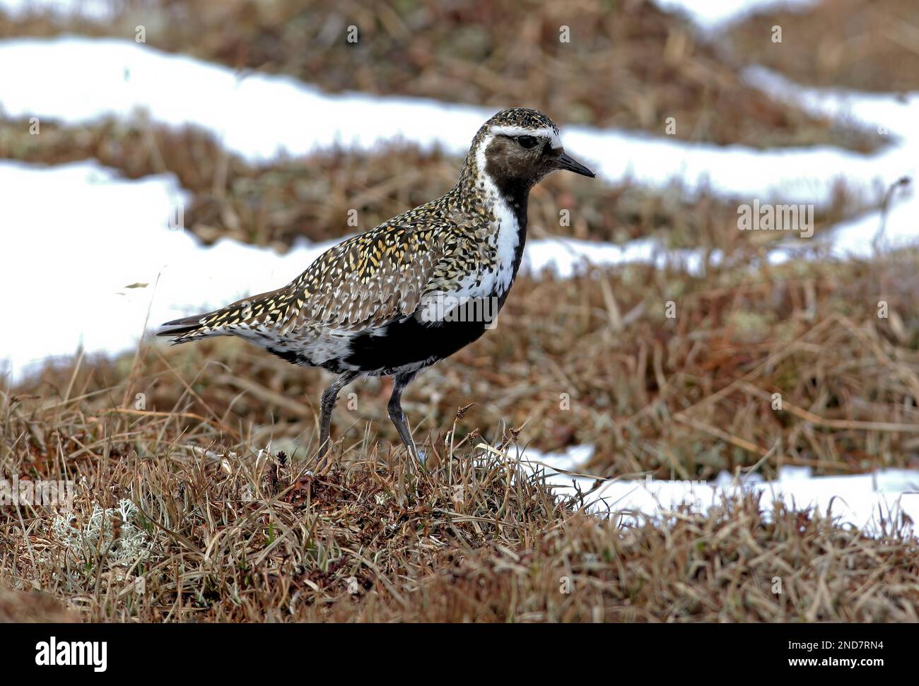 Golden Plover (Pluvialis apricaria) adult on snowy breeding moor ...