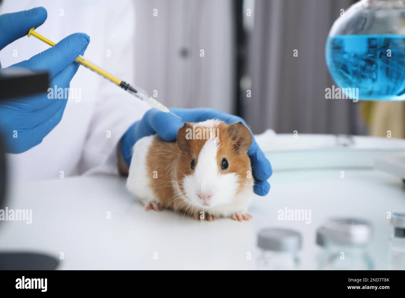 Scientist with syringe and guinea pig in chemical laboratory, closeup ...