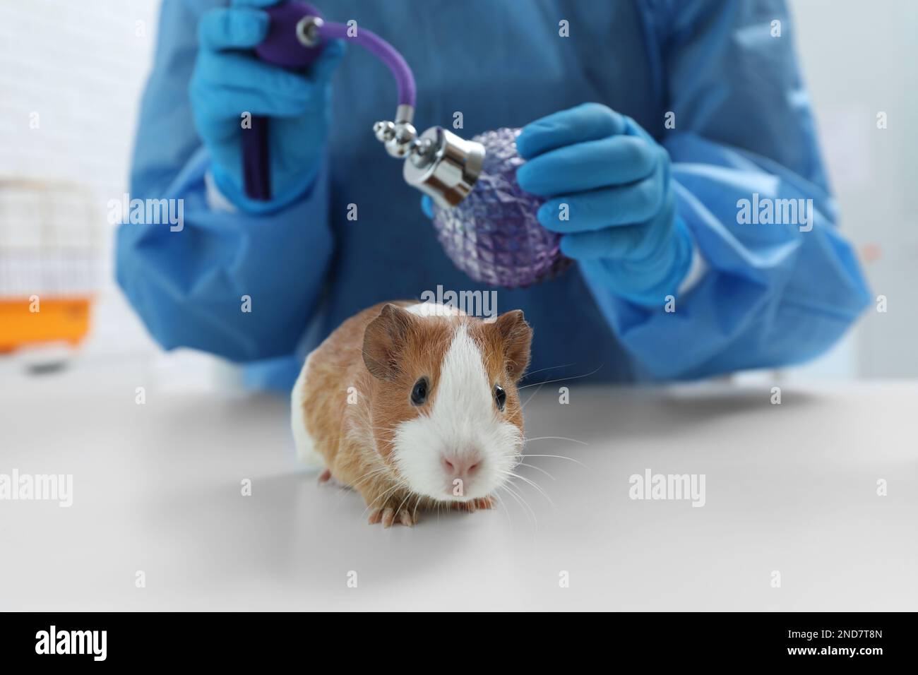 Scientist with guinea pig and perfume in chemical laboratory, closeup ...