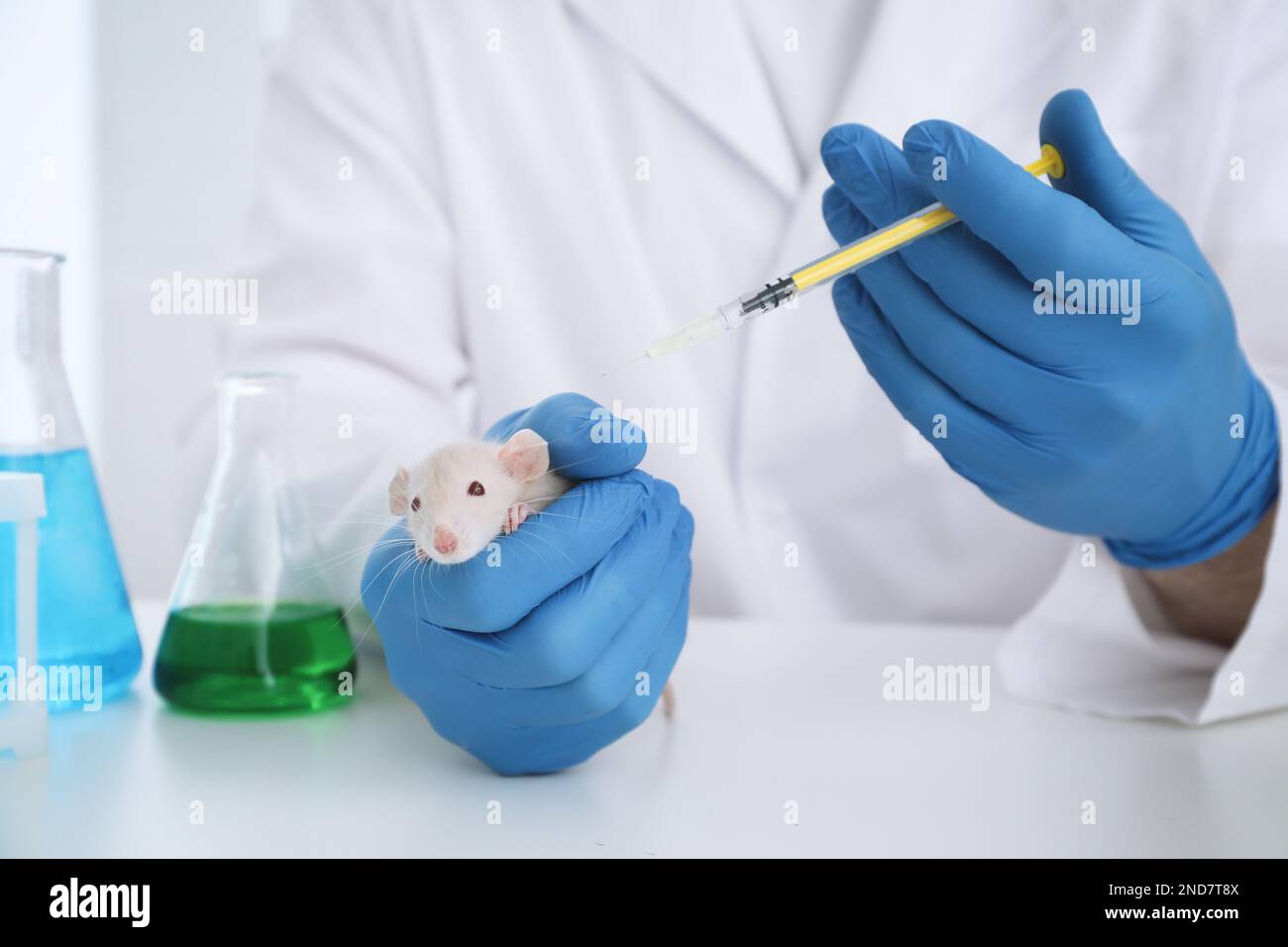 Lab rat with shot hi-res stock photography and images - Alamy