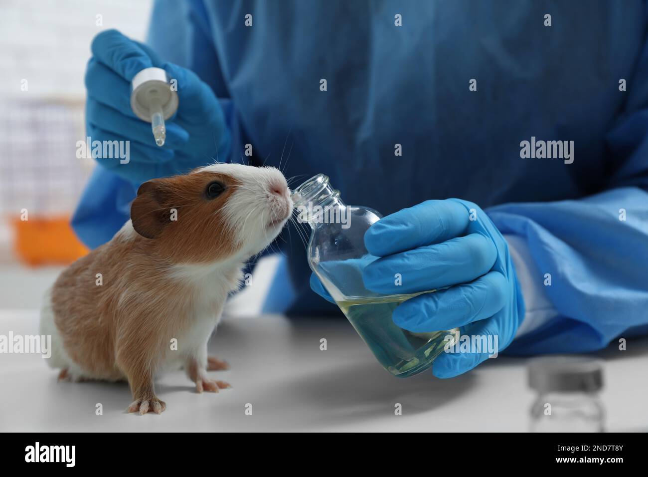 Scientist with guinea pig and cosmetic product in chemical laboratory ...
