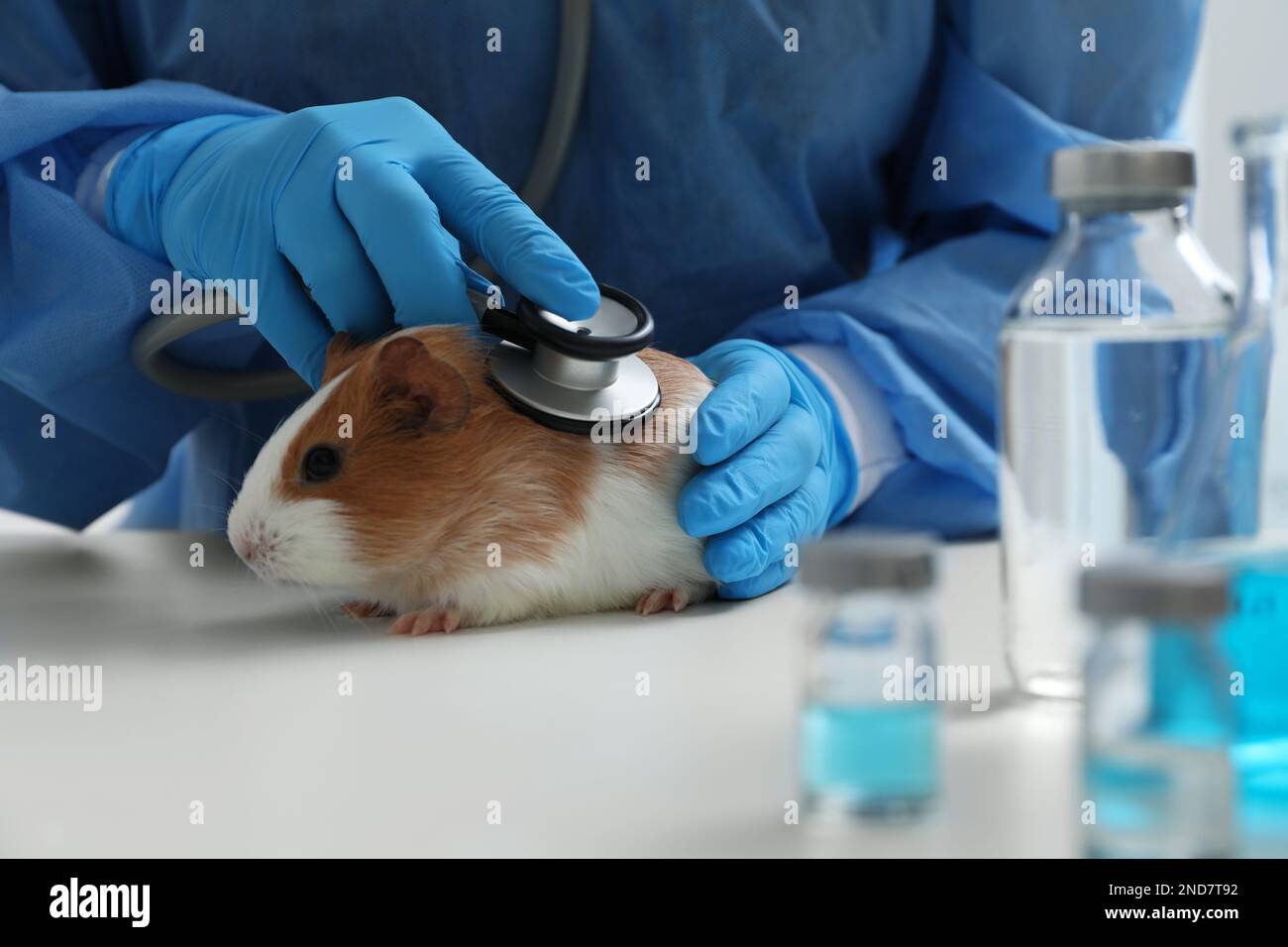 Scientist examining guinea pig with stethoscope in chemical laboratory ...