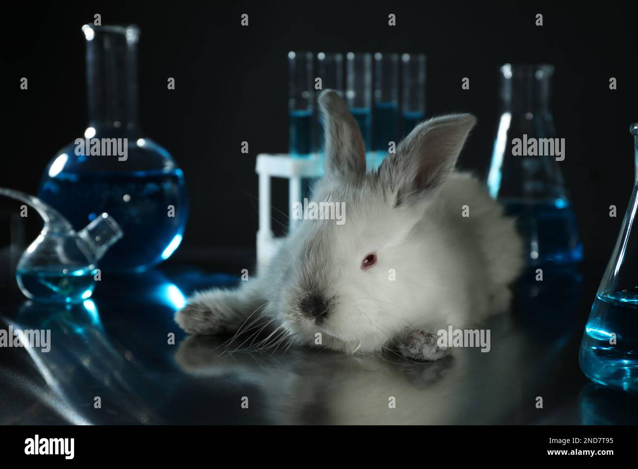 Rabbit testing hi-res stock photography and images - Alamy