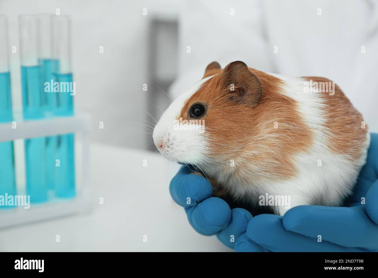 Scientist with guinea pig in chemical laboratory, closeup. Animal ...