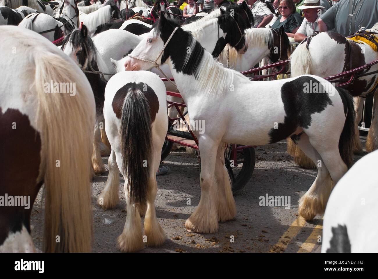 Popular amongst travellers perhaps are the piebald and skewbald ponies ...