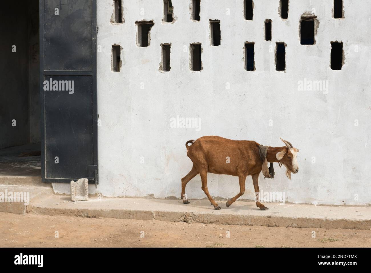 Sulking goat on a Zambian farm Stock Photo - Alamy