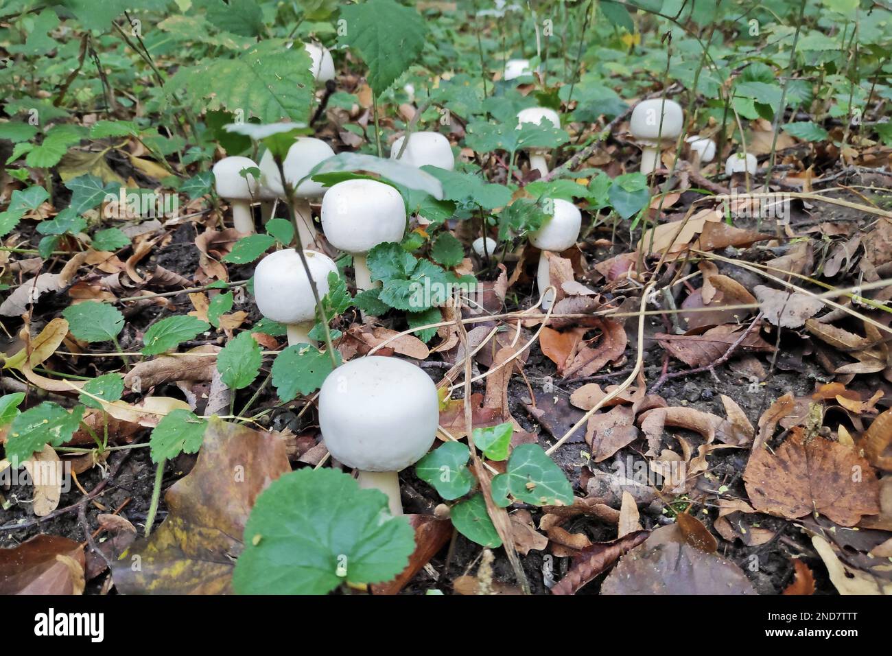 Agaricus silvicola, also known as the wood mushroom, is a species of ...