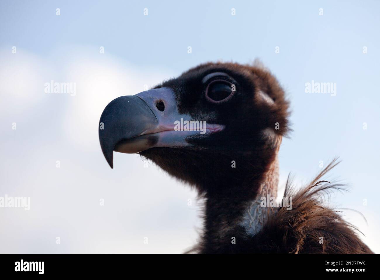 Close-up on the head of a Cinereous vulture in Mongolia Stock Photo - Alamy