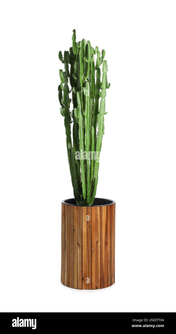 Beautiful cactus on white background. Tropical plant Stock Photo - Alamy