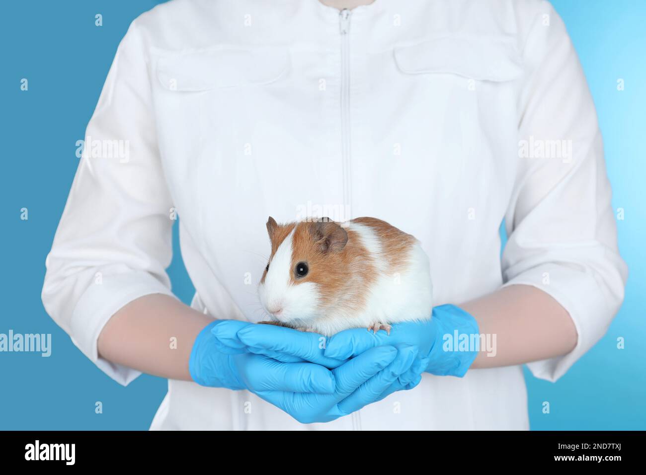 Scientist holding guinea pig on blue background, closeup. Animal ...