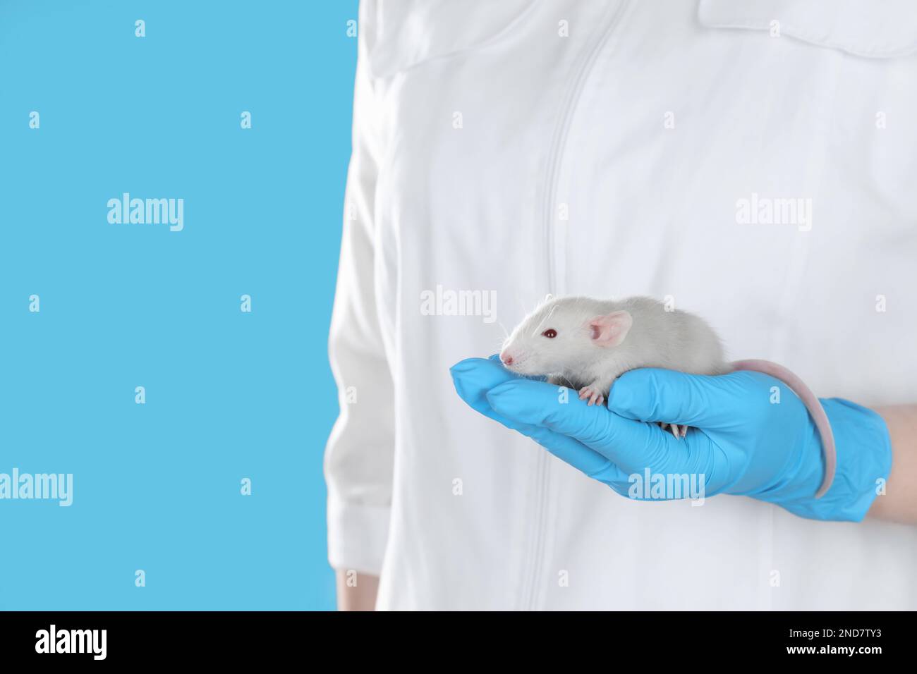 Scientist holding rat on light blue background, closeup. Animal testing ...
