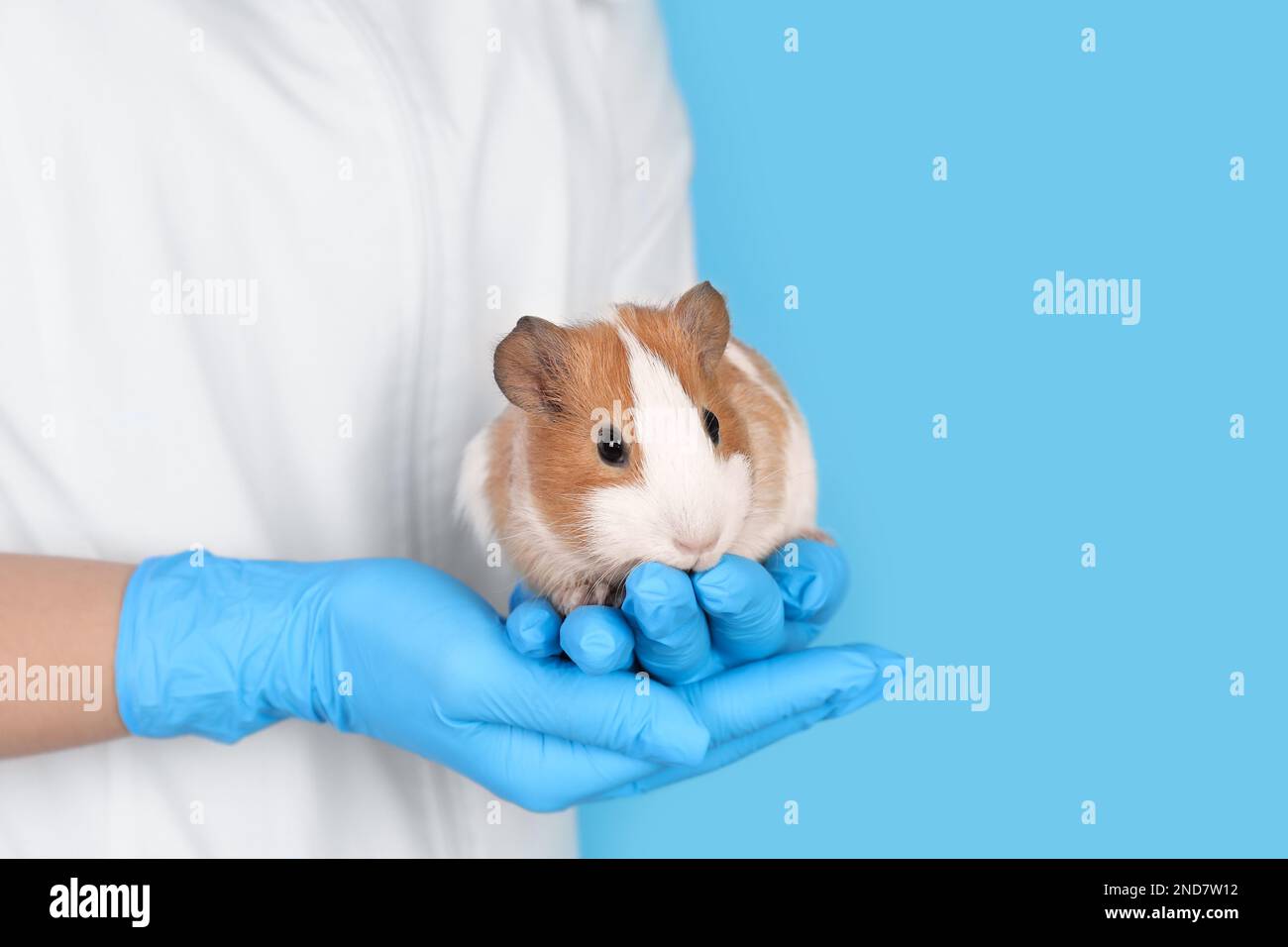Scientist holding guinea pig on light blue background, closeup. Animal ...