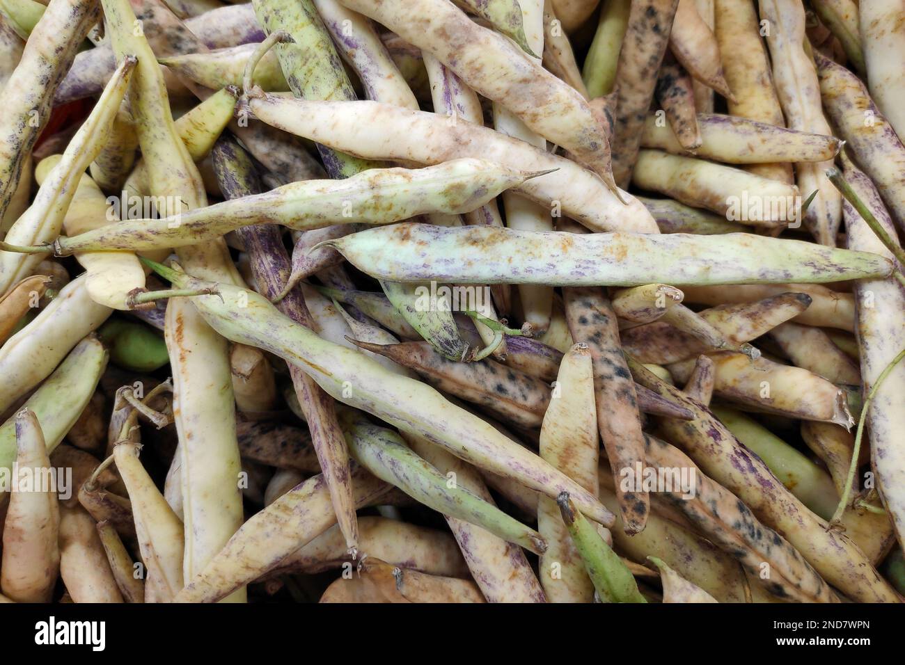 Close-up on a stack of Coco de Paimpol beans on a market stall Stock ...