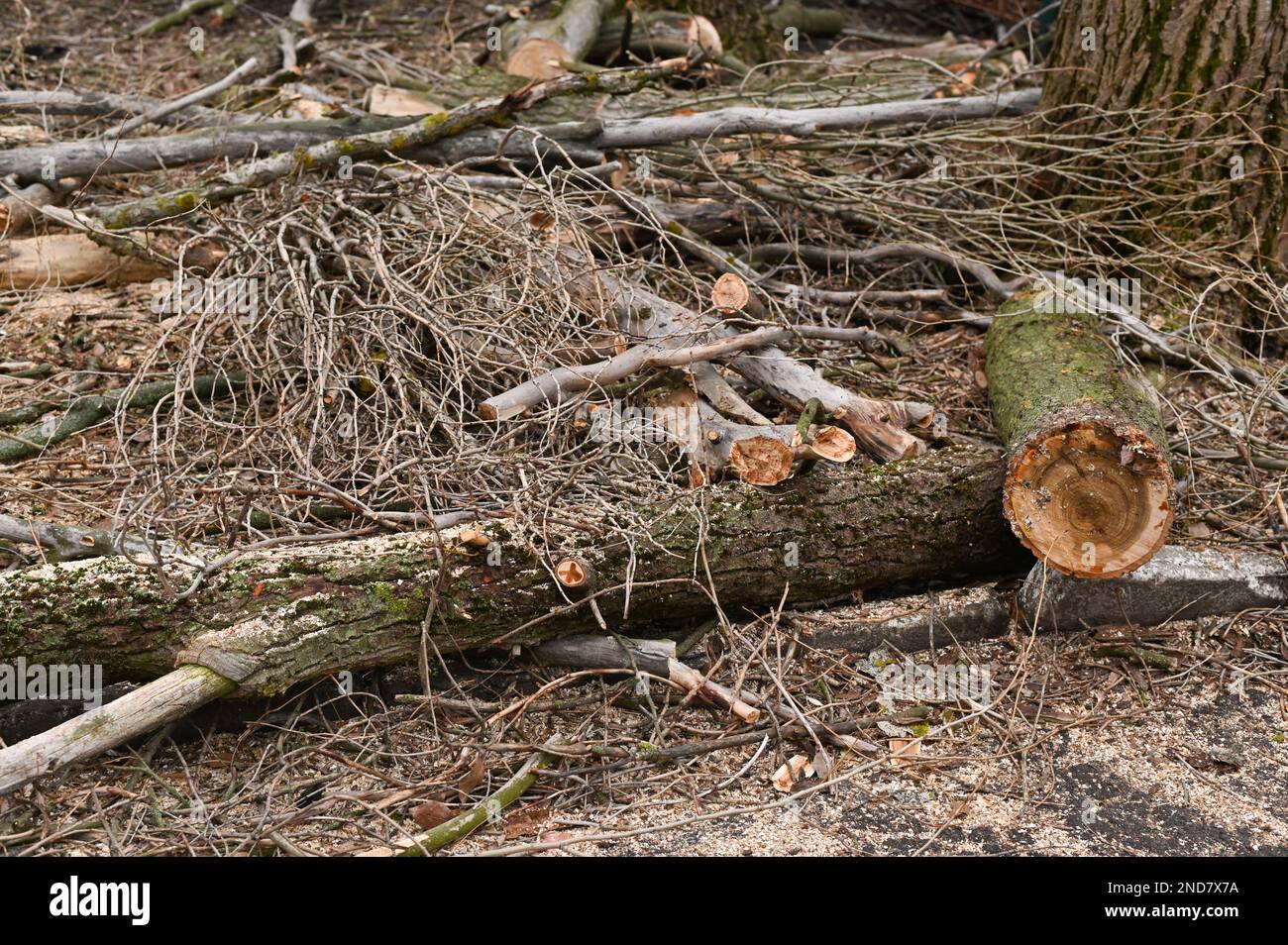 Deforestation, the remaining branches are lying on the ground. High ...