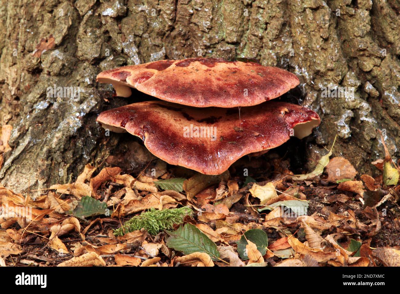 Close-up on a beefsteak fungus (Fistulina hepatica) growing on a tree ...