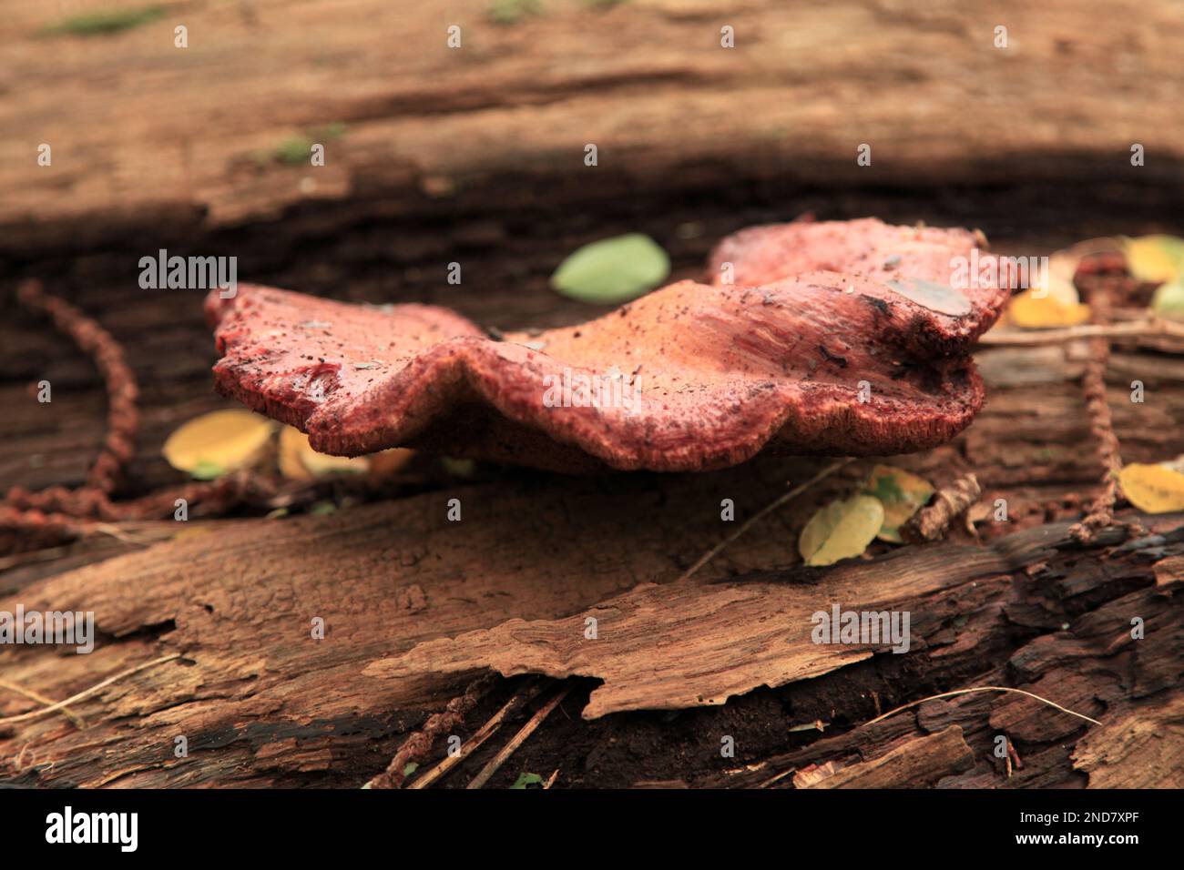 Close-up on a tongue mushroom (Fistulina hepatica) growing on a tree ...