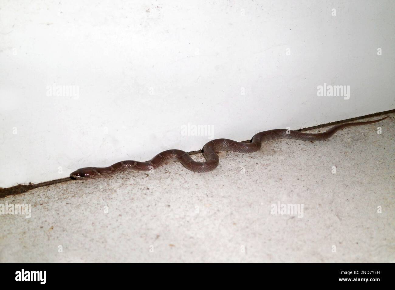 Lycodon aulicus, commonly known as the Indian wolf snake, is a species ...