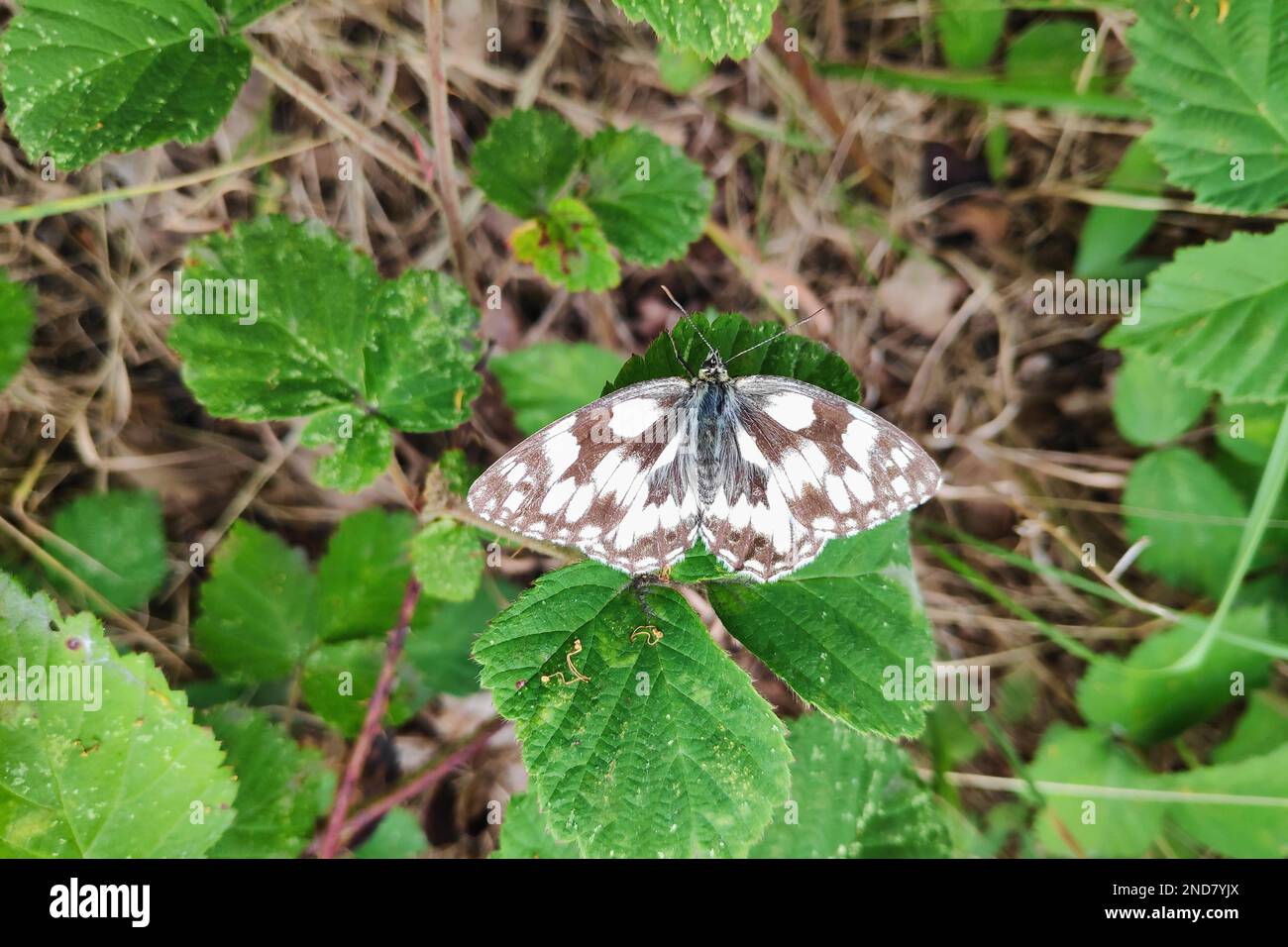 The marbled white, despite its common name and appearance, this ...