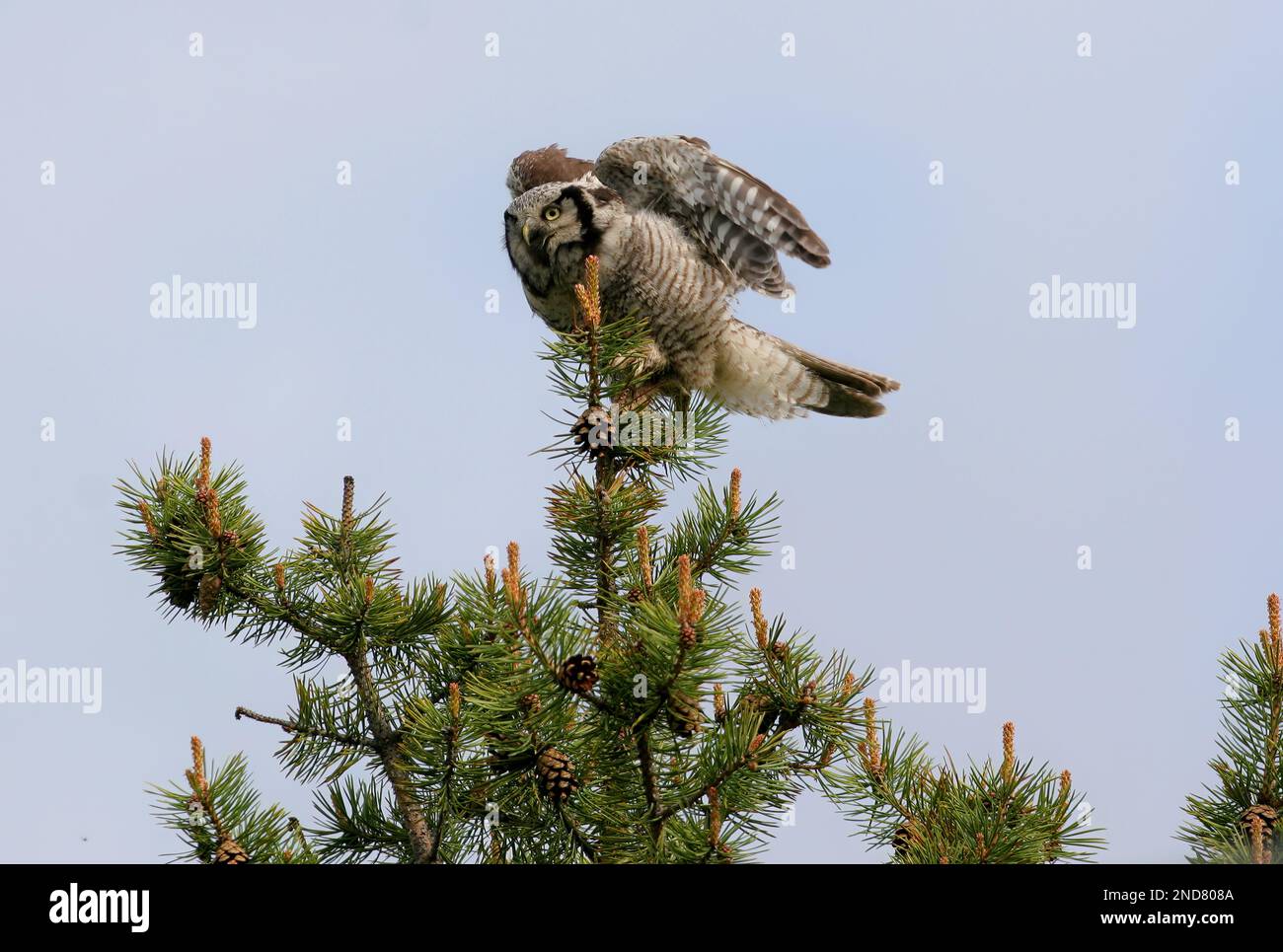 Hawk Owl (Surnia ulula) adult wing stretching in top of pine tree ...