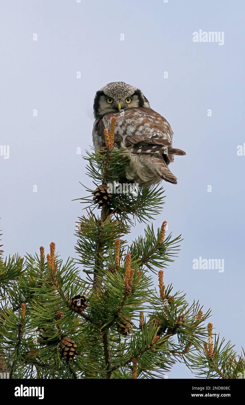 Hawk Owl (Surnia ulula) adult perched on top of pine tree Pasvik Valley ...