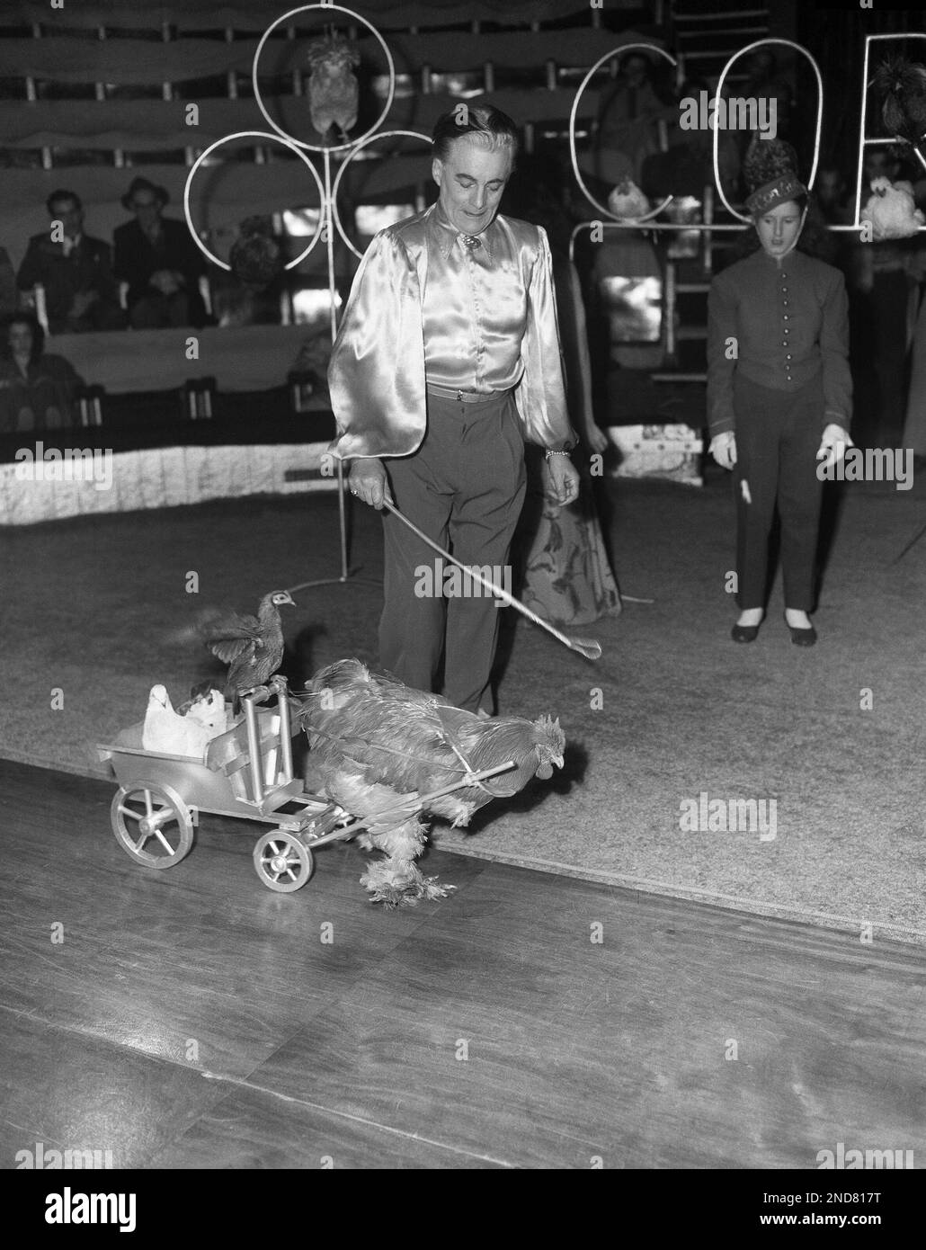 This rooster pulls a miniature cart containing feathered friends at ...