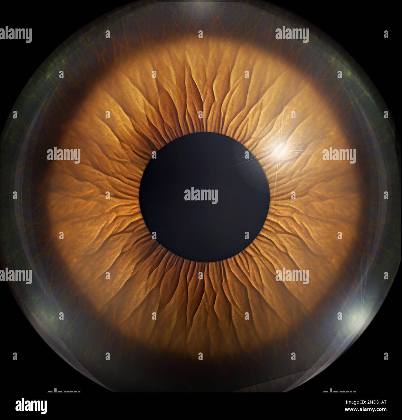 Human eye anatomy microscopic hi-res stock photography and images - Alamy