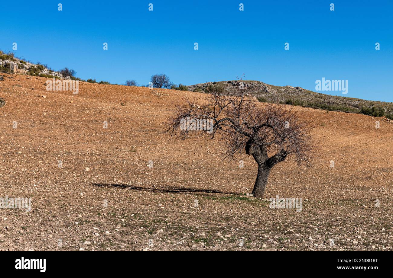 lonely dry olive tree in the middle of a dry field Stock Photo - Alamy