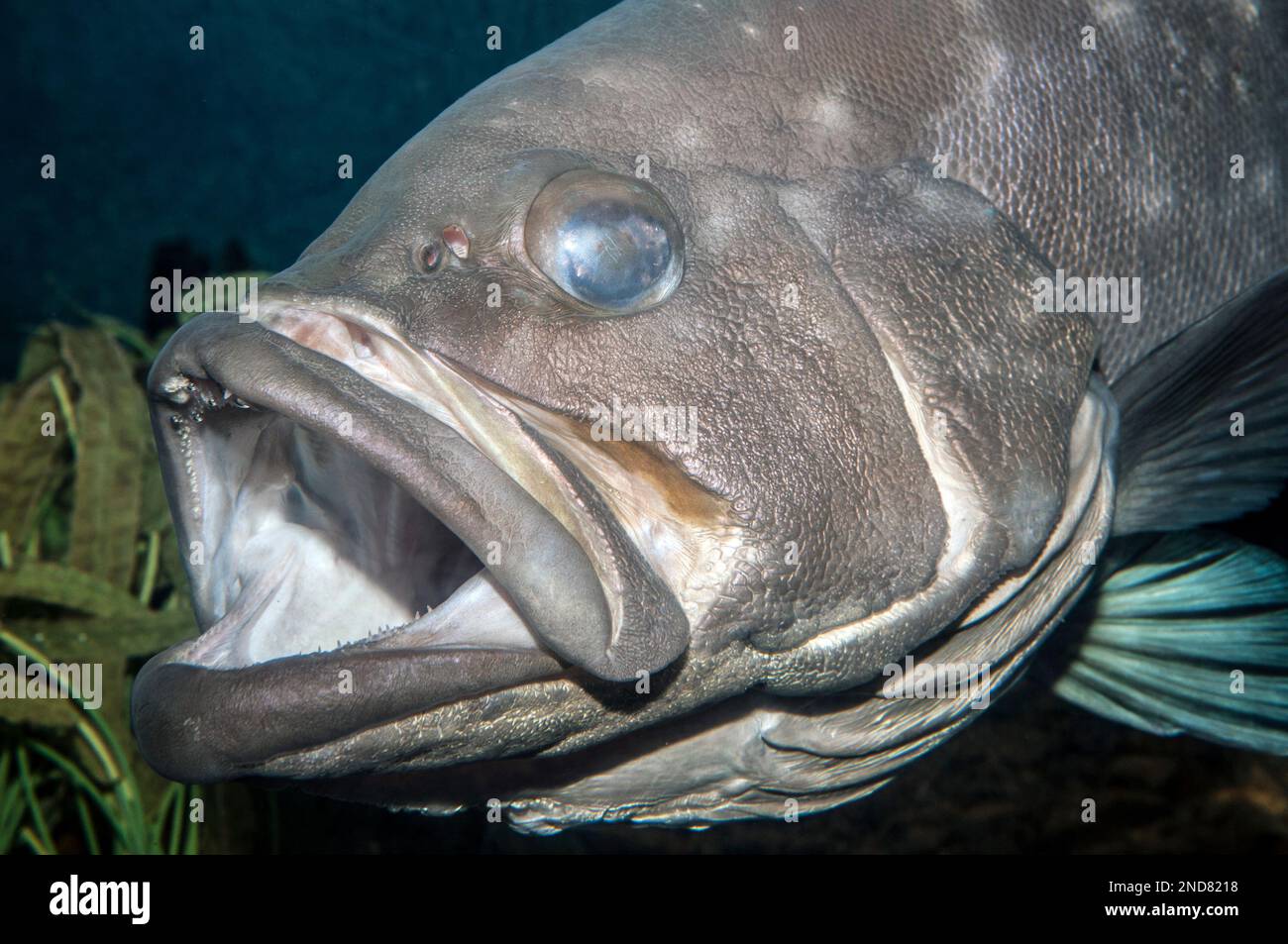Grouper mouth hi-res stock photography and images - Alamy
