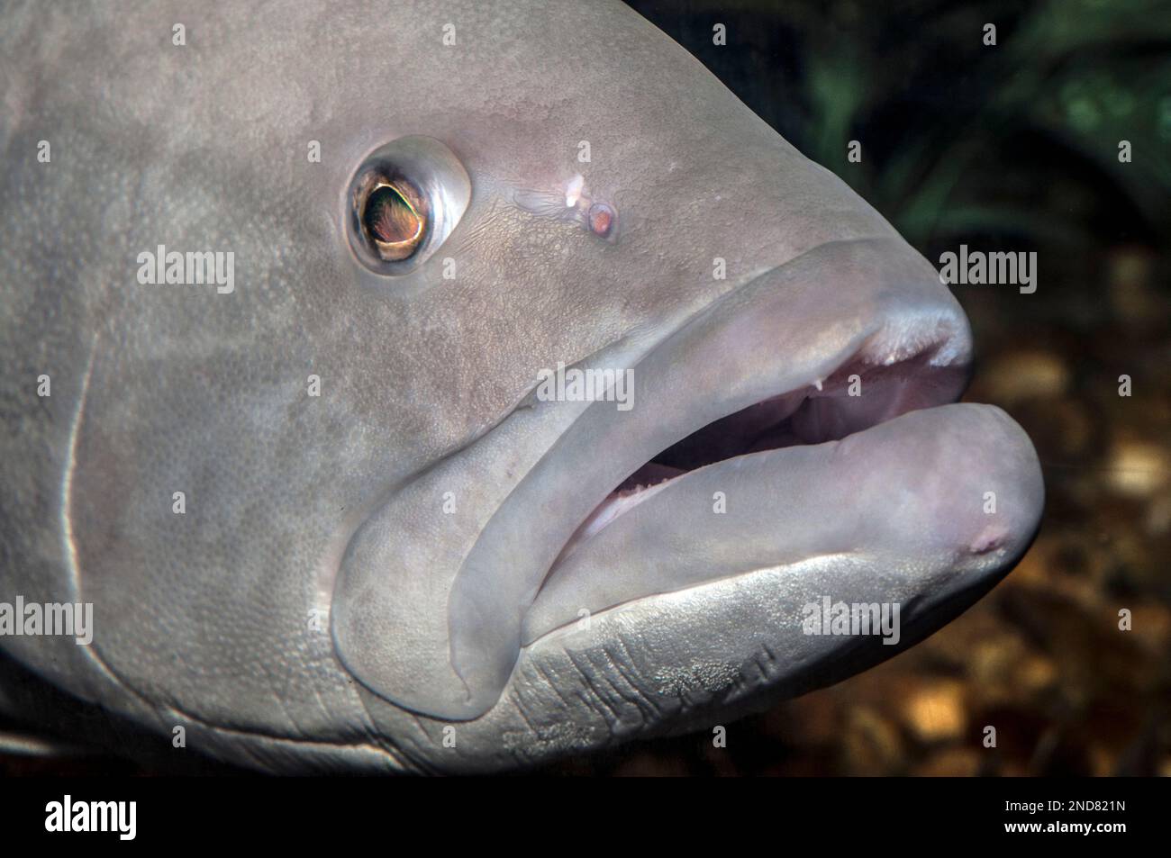 Black grouper, close-up of face Stock Photo - Alamy