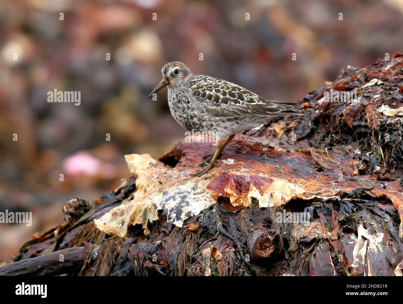 Purple Sandpiper (Calidris maritima) breeding plumage adult walking on ...