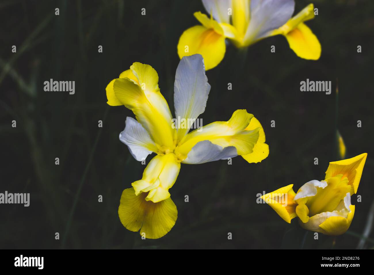 White yellow Iris Hollandica wallpaper. Irises background. Ornamental ...