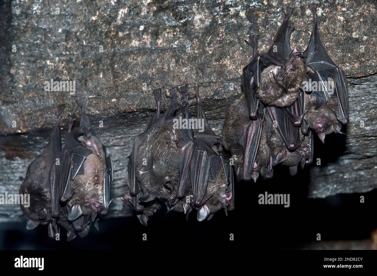Seba's short-tailed leaf nose bats hanging upside down in cave Stock ...