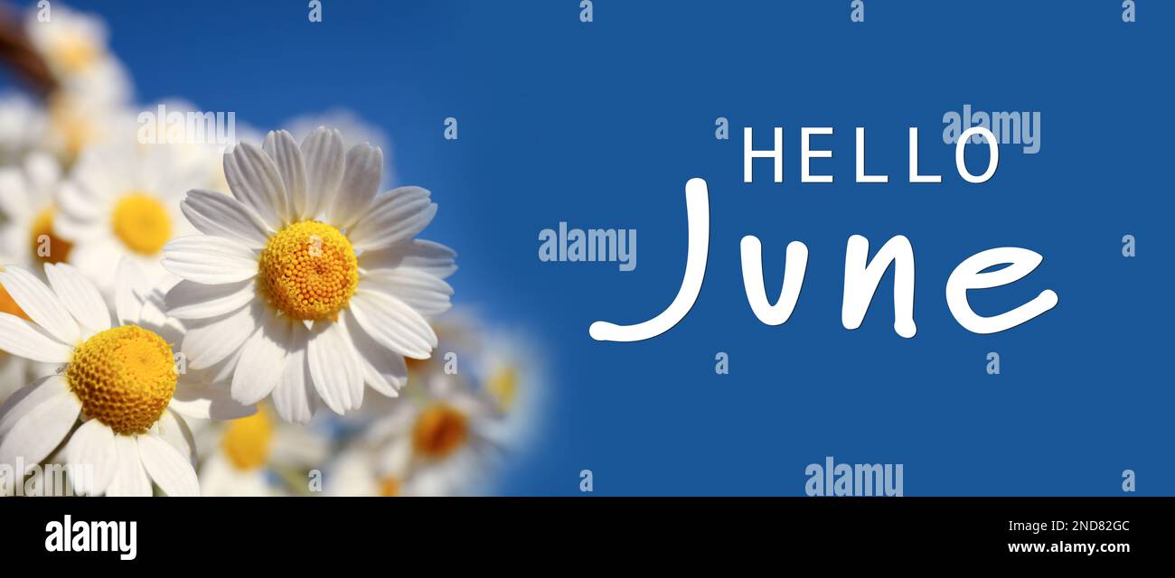 Hello June. Beautiful blooming chamomiles on blue background, banner ...
