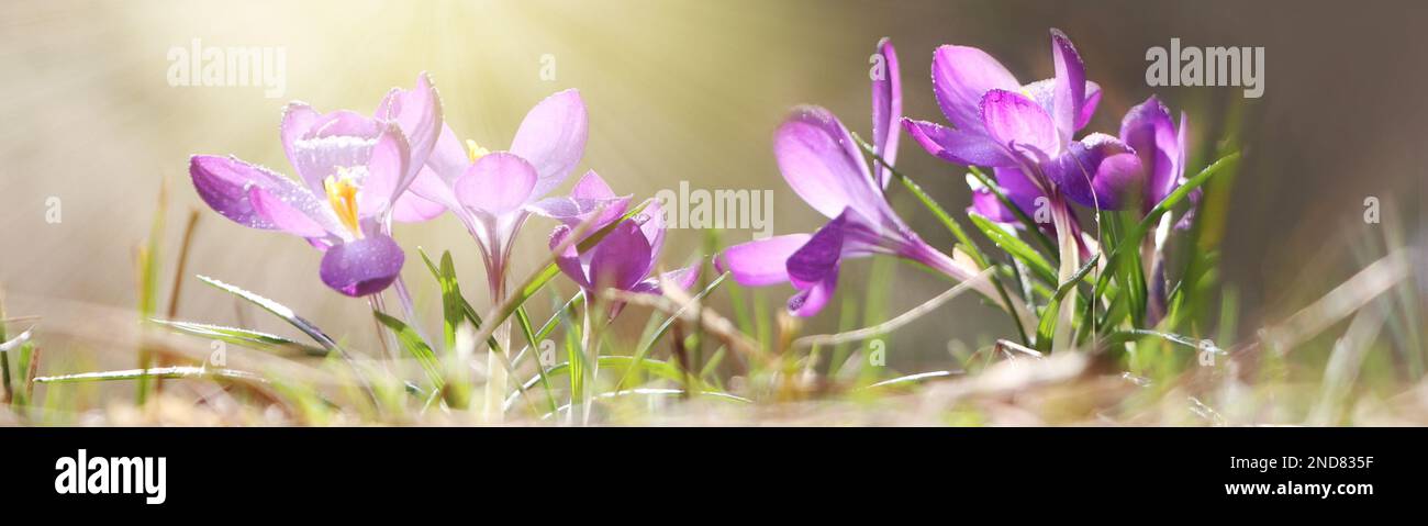 Beautiful purple crocus flowers growing outdoors. Banner design Stock ...