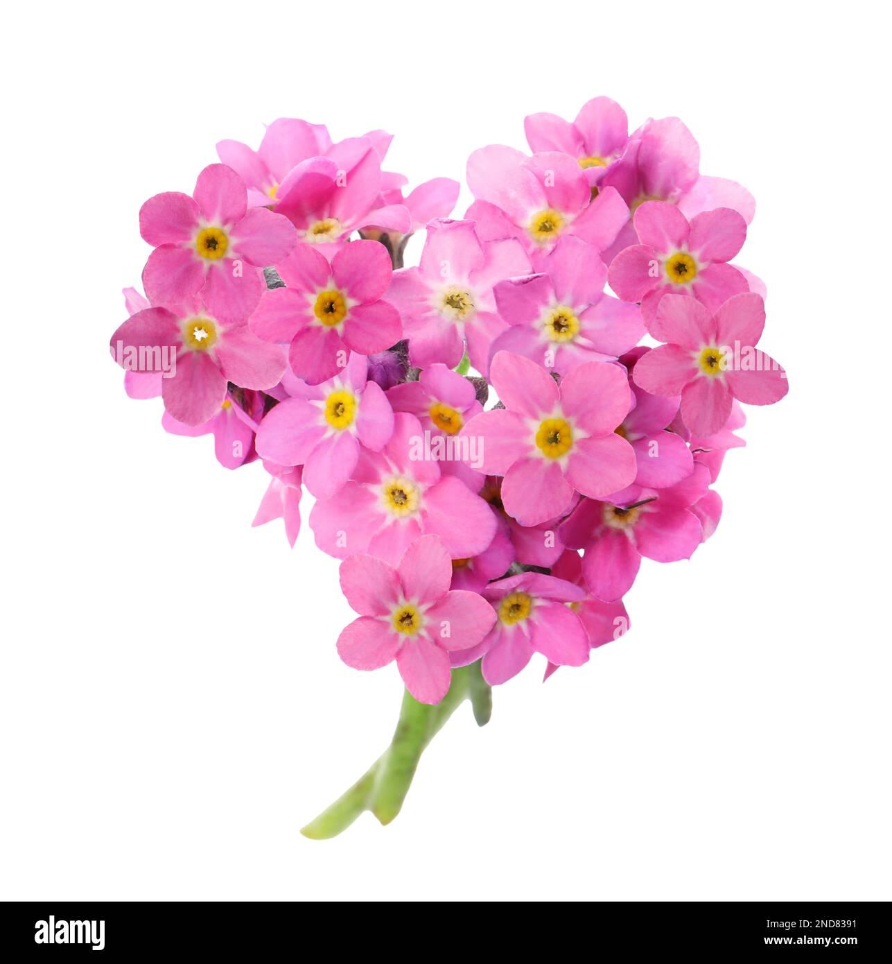 Delicate pink forget me not flowers on white background Stock Photo - Alamy