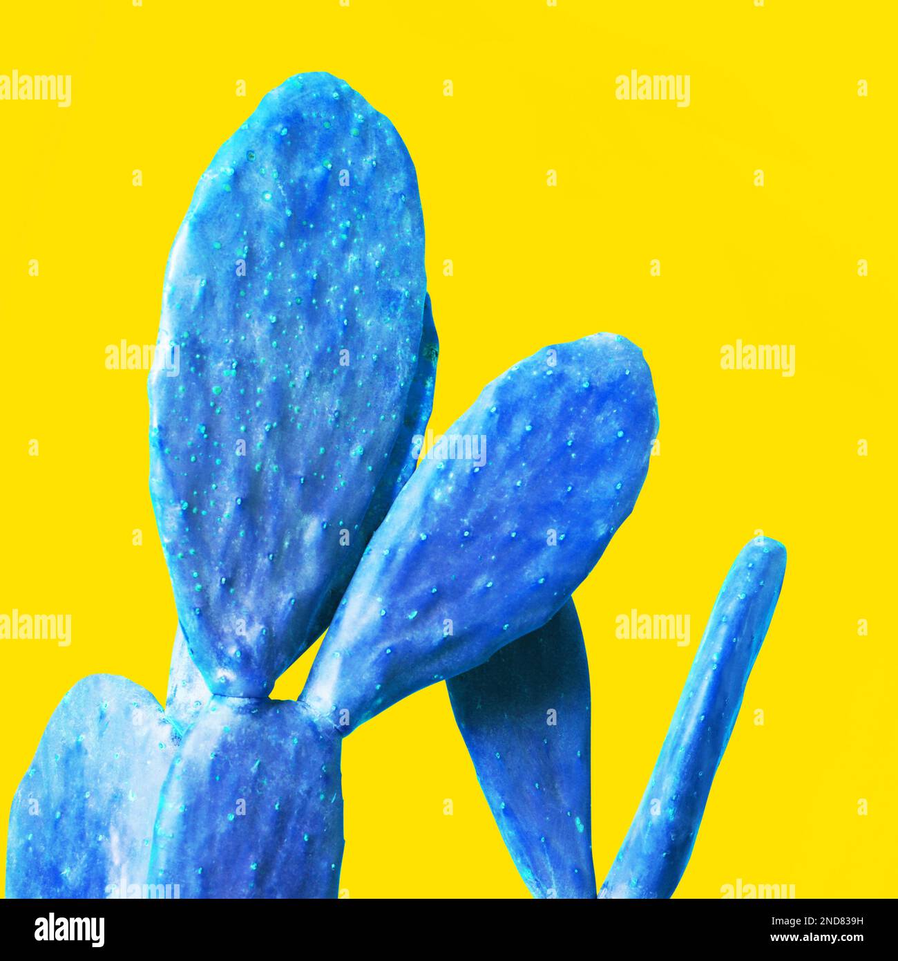 Blue cactus on yellow background. Creative design Stock Photo - Alamy