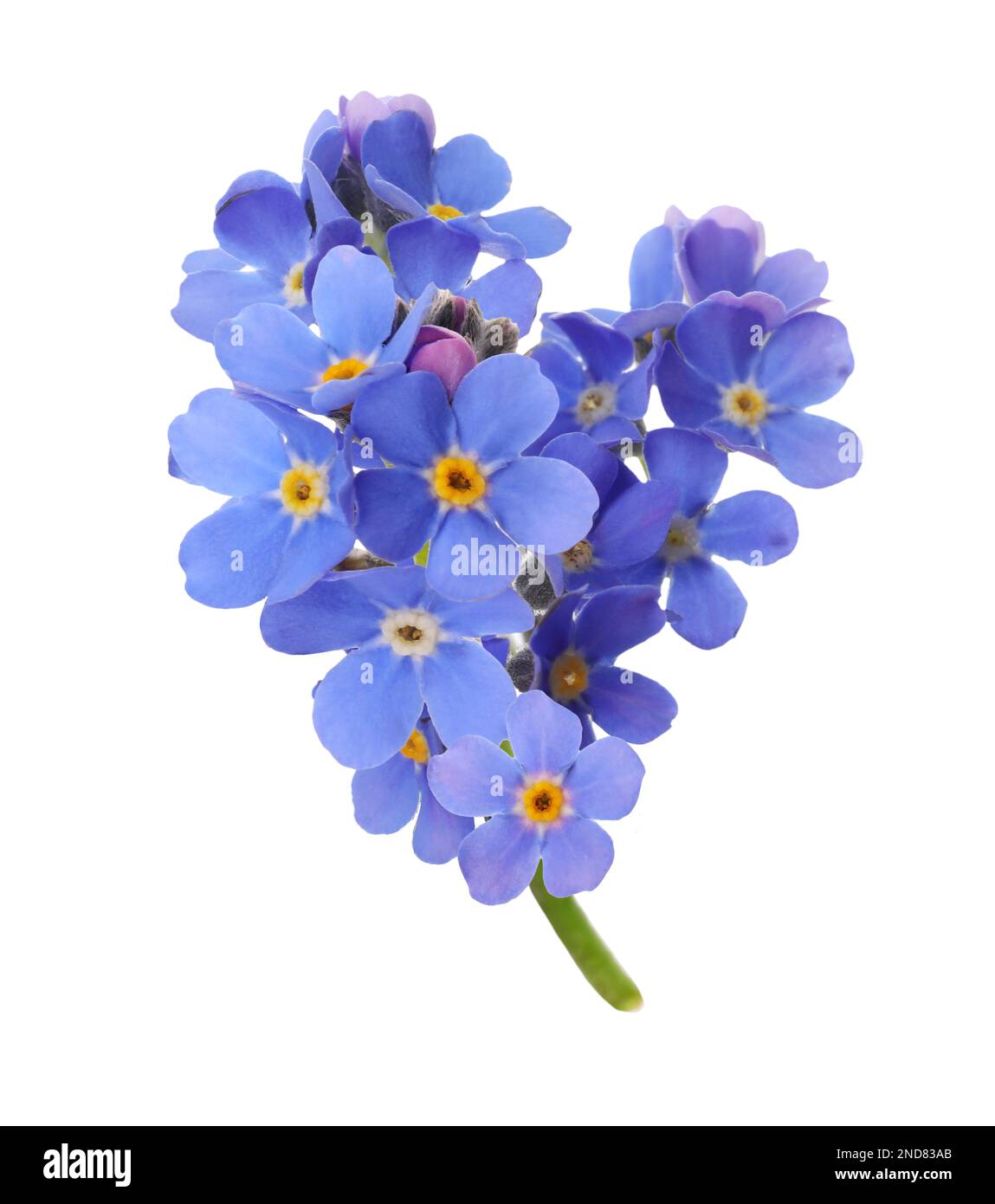 Delicate blue forget me not flowers on white background Stock Photo - Alamy