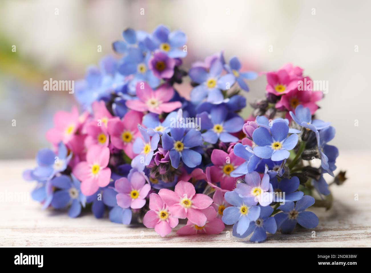Beautiful blue and pink Forget-me-not flowers on white table Stock ...