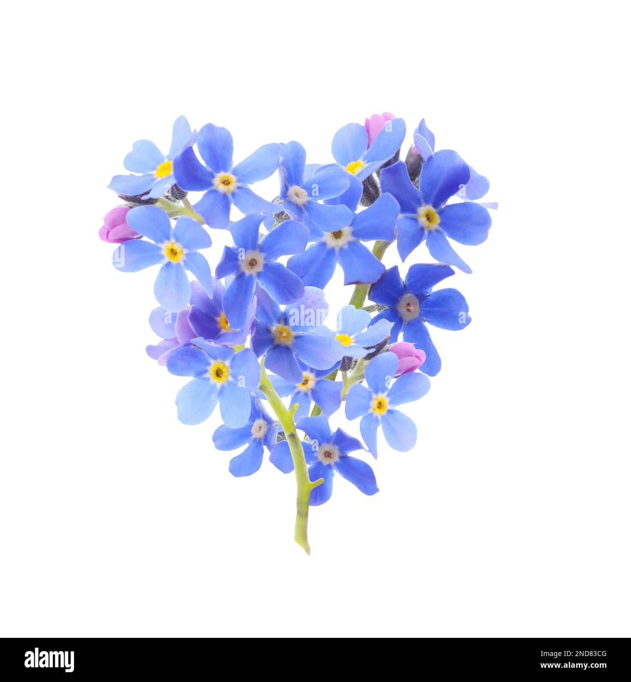 Delicate blue forget me not flowers on white background Stock Photo - Alamy