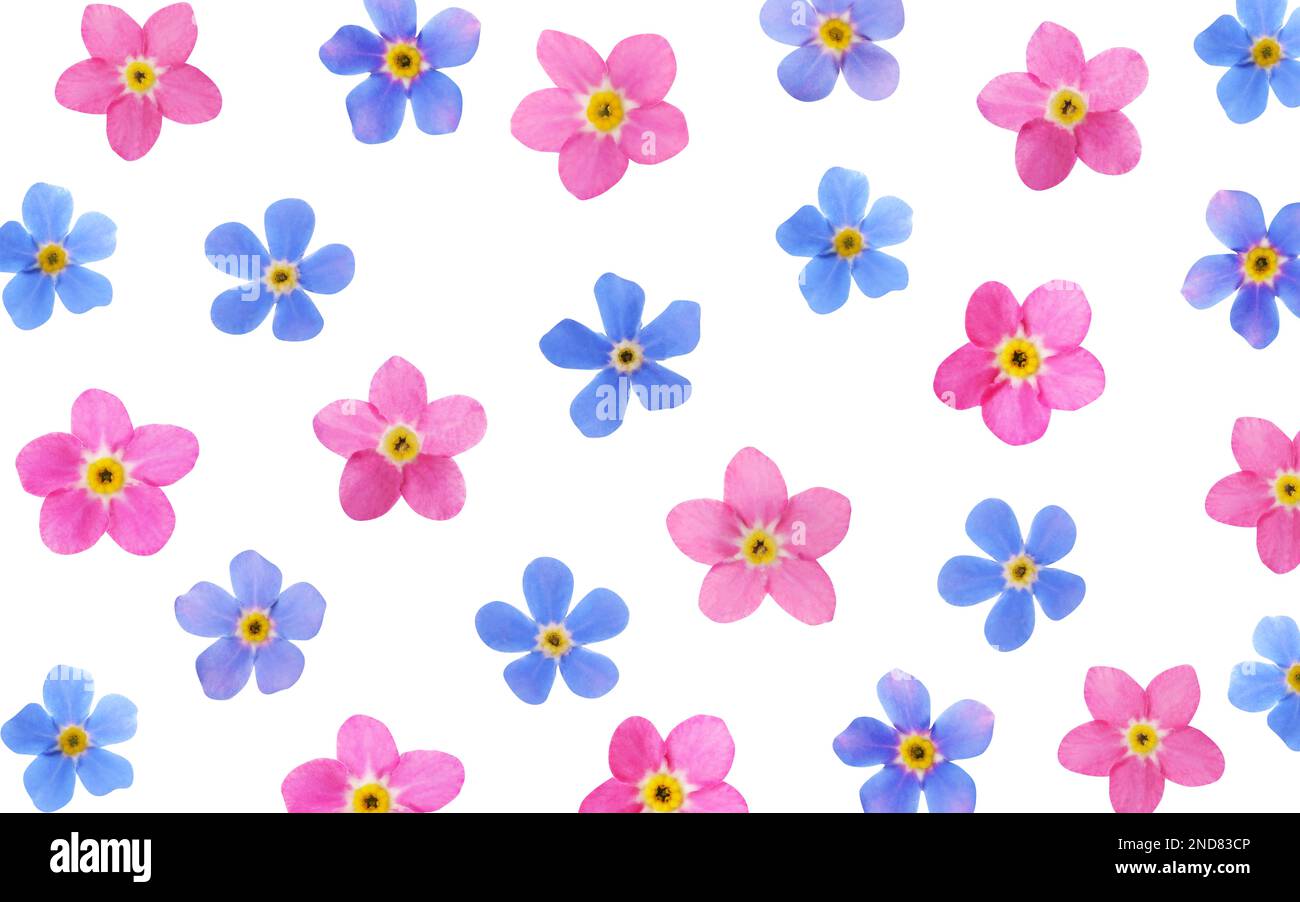 Set with beautiful tender forget me not flowers on white background ...
